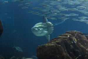 A photograph of a Mola Mola fish swimming near a reef with another ...